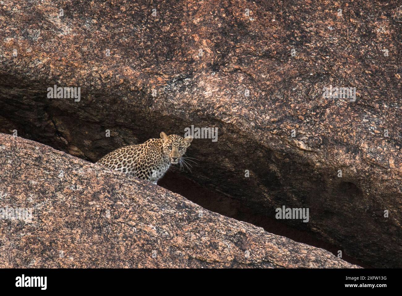Leopard (Panthera pardus) cub sitting by cave entrance, Rajasthan ...
