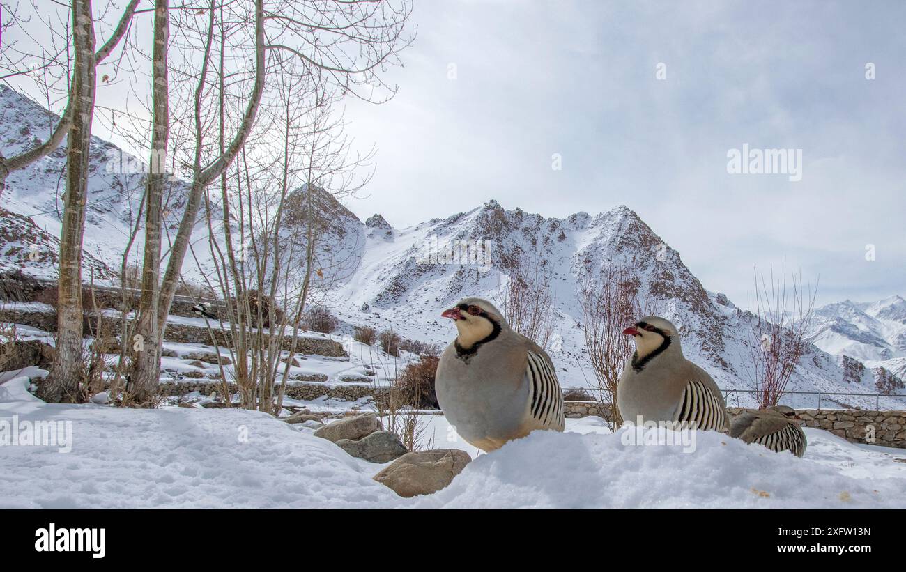 Chukar partridge alectoris in hi-res stock photography and images - Alamy