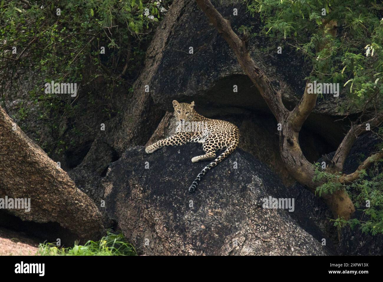 Leopard (Panthera pardus) sitting on rock, Rajasthan, India. Photo ...