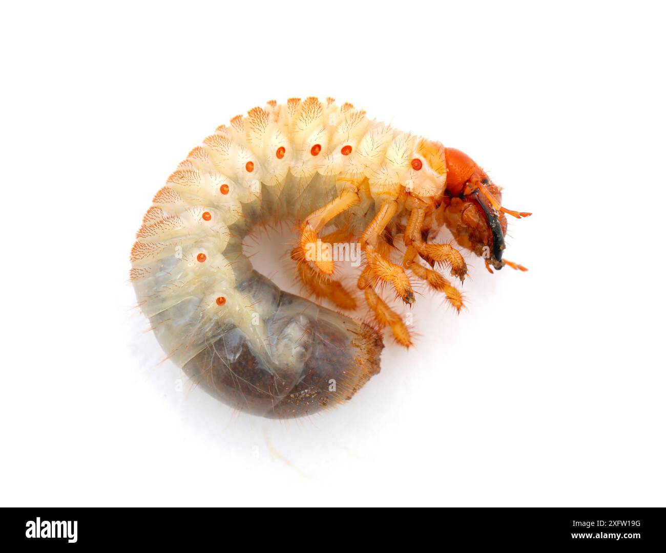 Larvae scarab beetles hi-res stock photography and images - Alamy