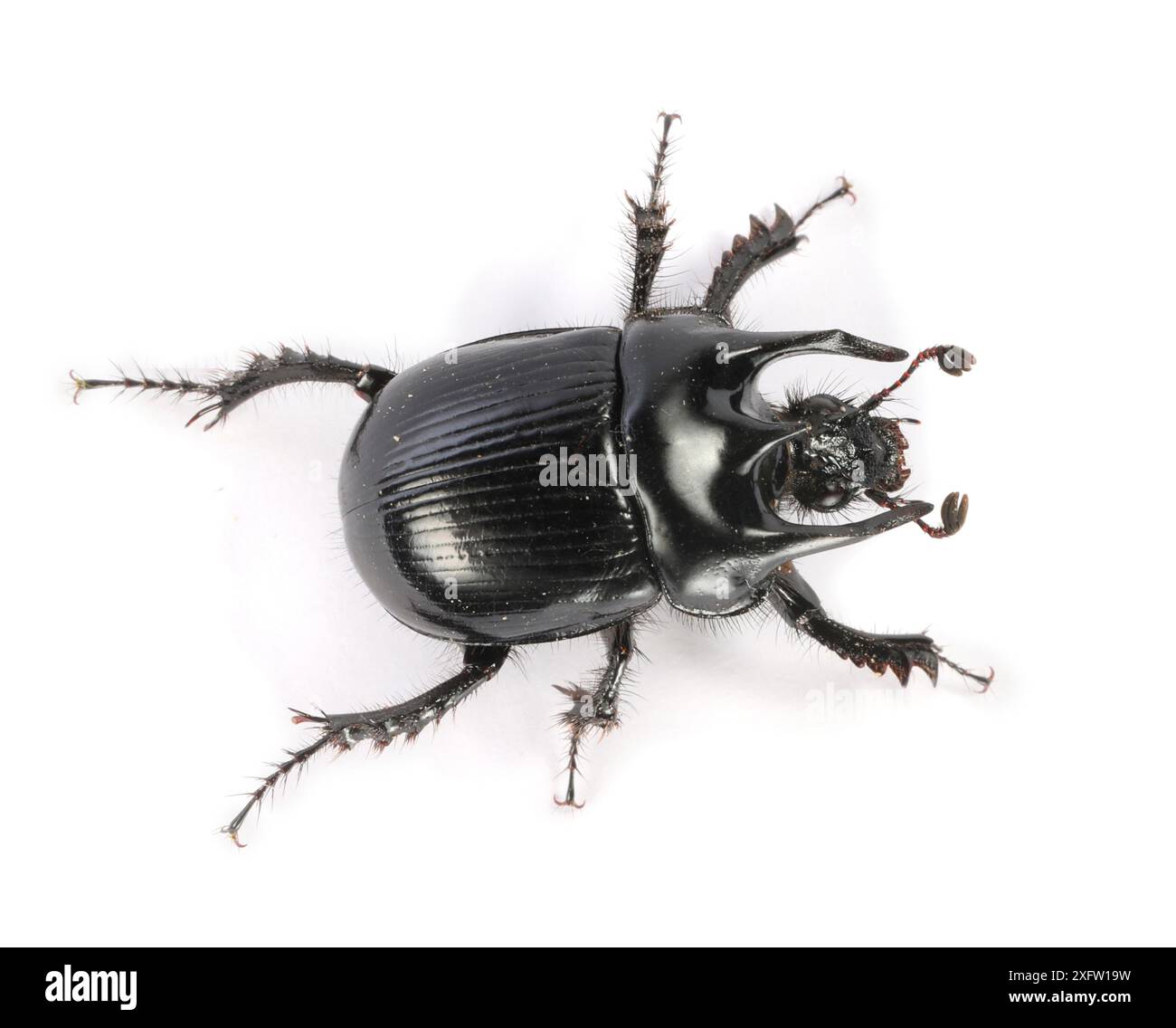 Minotaur Beetle (Typhaeus typhoeus) male. Surrey, England, Controlled ...