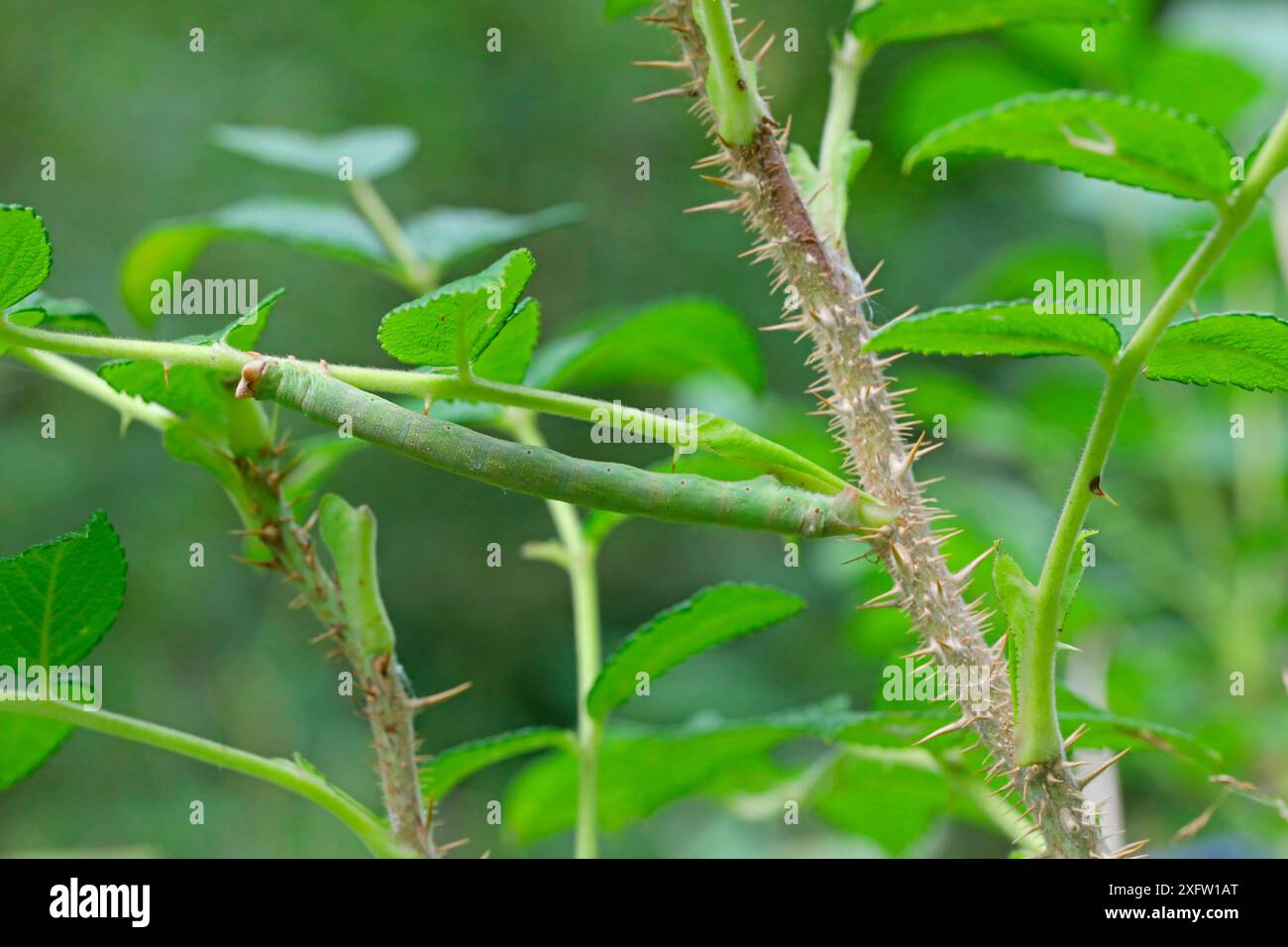 Swallow-tailed Moth (Ourapteryx sambucaria) caterpillar on Rose (Rosa ...