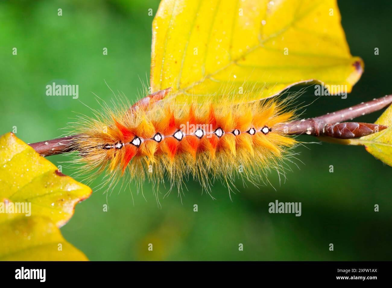 Sycamore moth (Acronicta aceris) caterpillar. Surrey, England, UK ...
