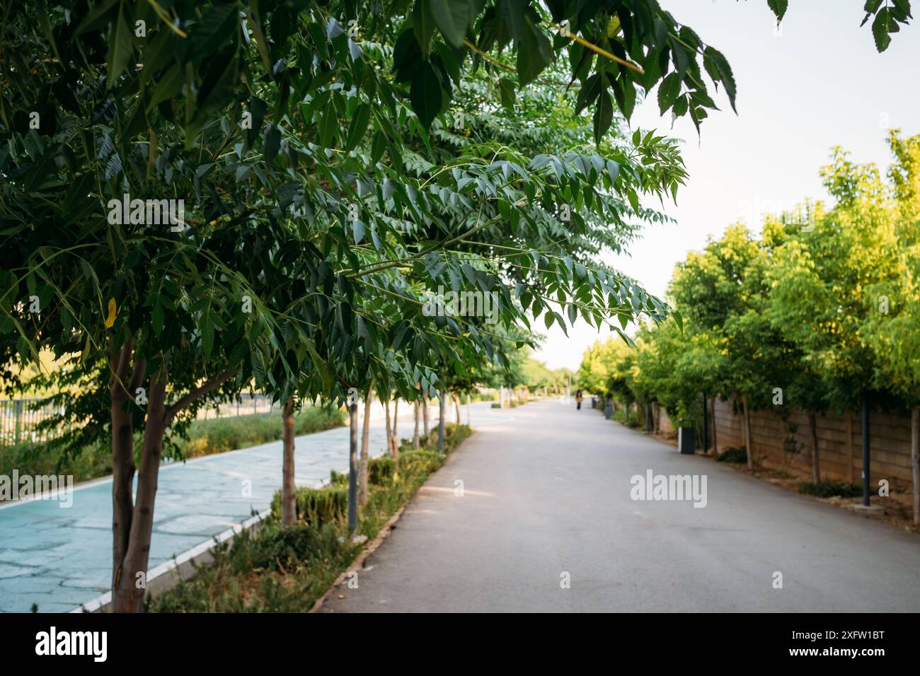 Biking trees walking hi-res stock photography and images - Alamy