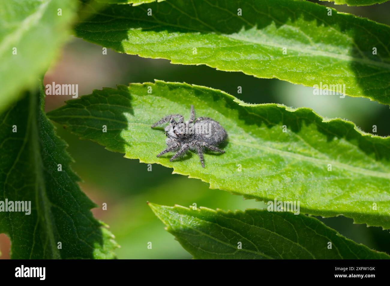 Jumping spider (Philaeus chrysops) female. Apennines, Italy, May Stock ...