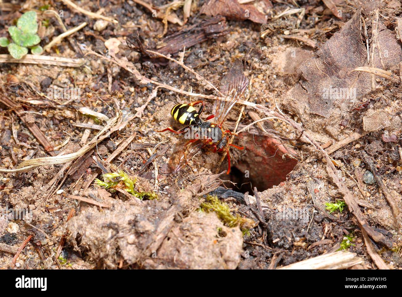Cuckoo bee (Nomada ruficornis) entering burrow of Mining Bee (Andrena ...