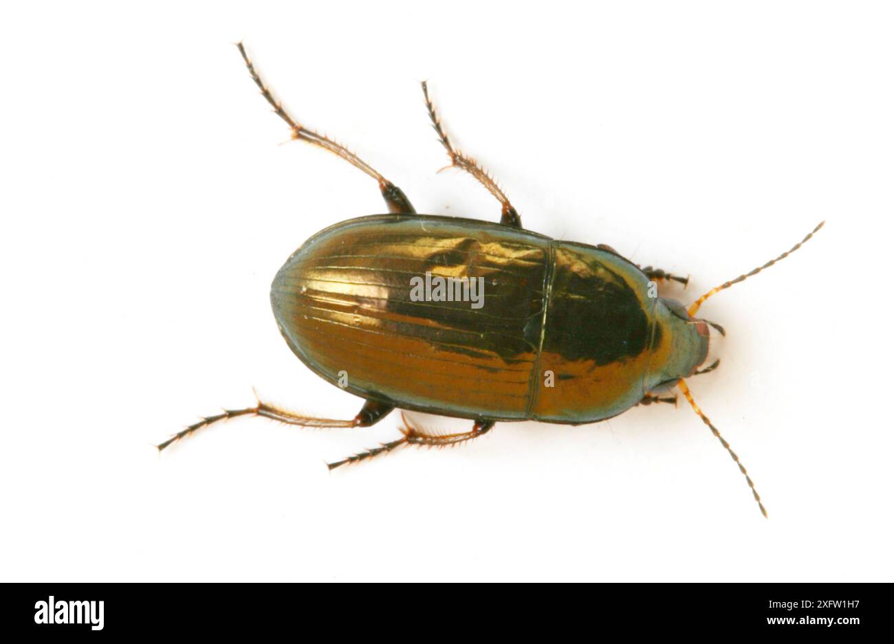 Common sun beetle (Amara aenea) on white background, Surrey, England ...