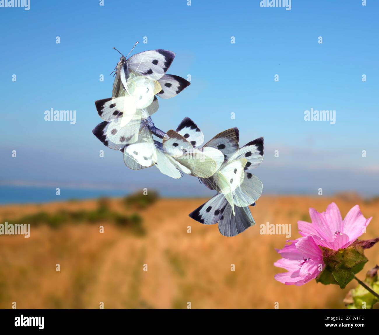 Large white butterfly (Pieris brassicae) taking off from a Mallow ...