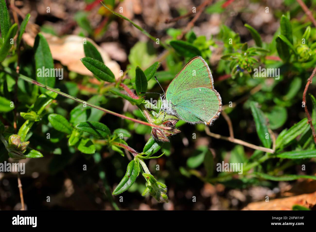 Butterflies of southern italy hi-res stock photography and images - Alamy