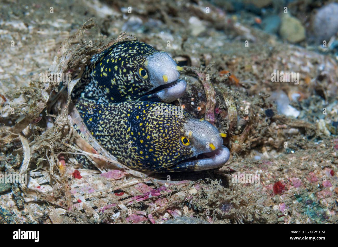 Snowflake moray eels (Echidna nebulosa) with plastic on the sea floor ...