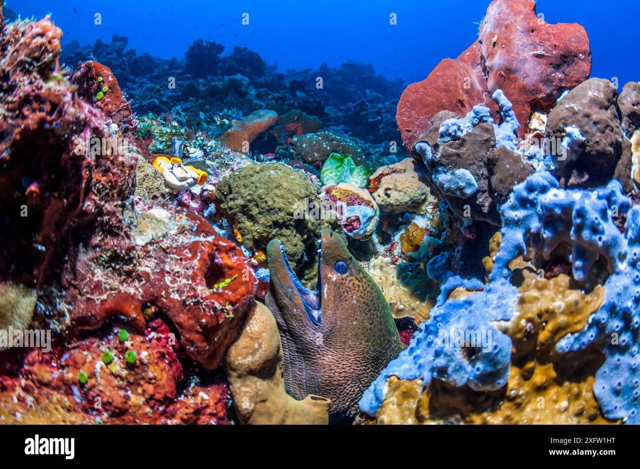 Giant moray eel java hi-res stock photography and images - Alamy