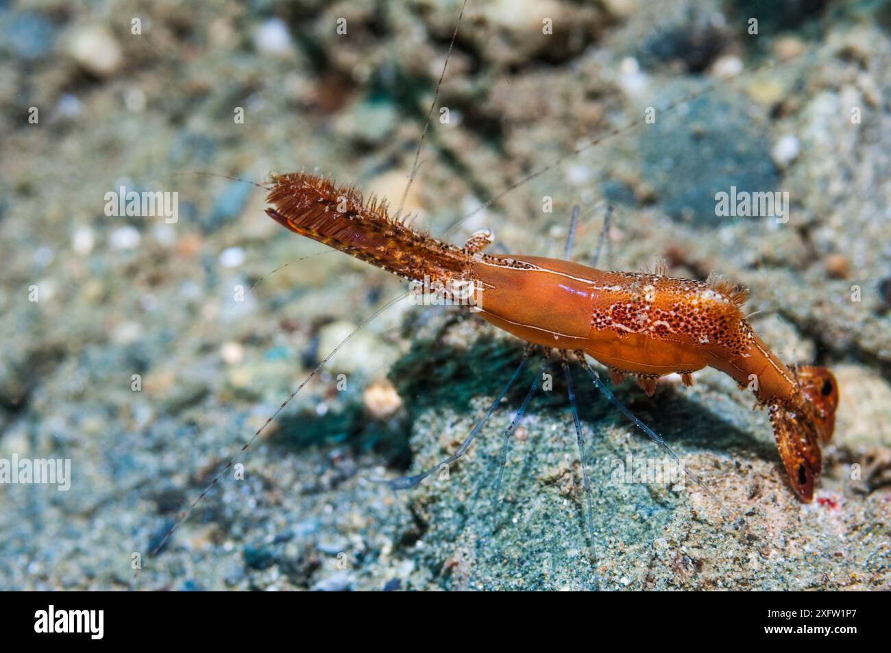 Leander plumosus hi-res stock photography and images - Alamy