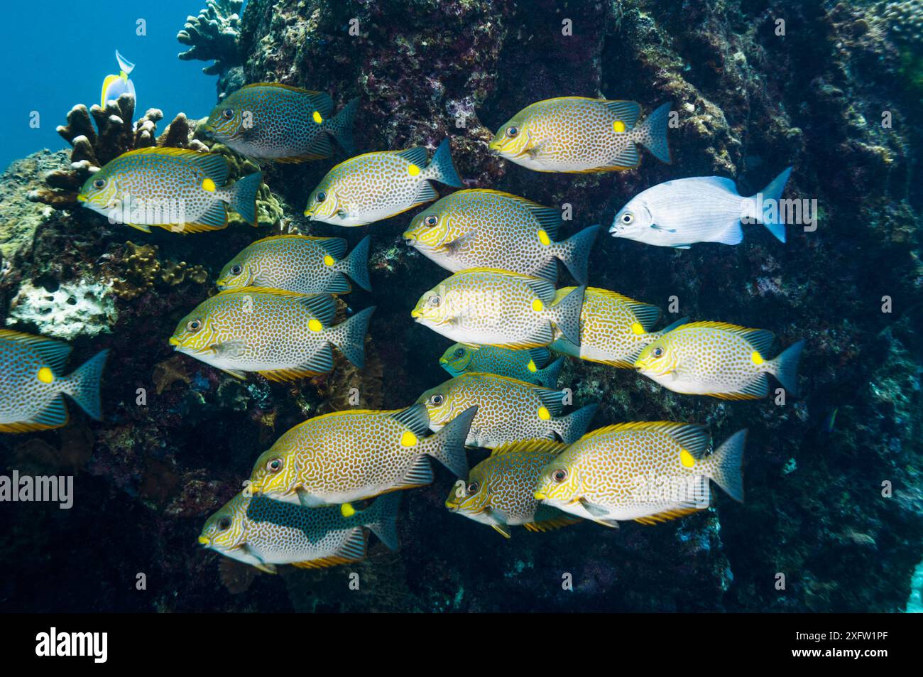 Siganus siganidae hi-res stock photography and images - Alamy