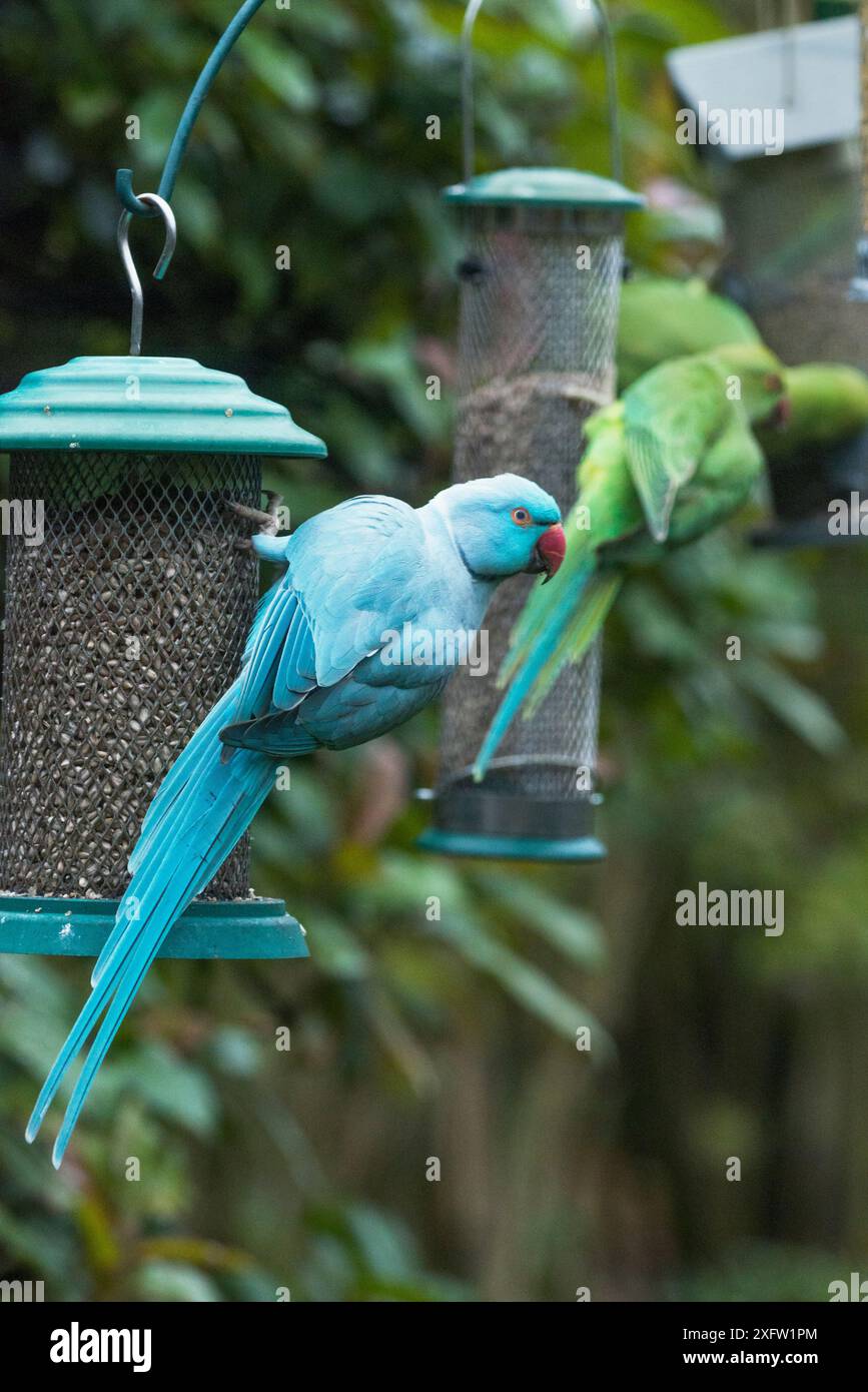 Afro asian parakeet species hi-res stock photography and images - Alamy