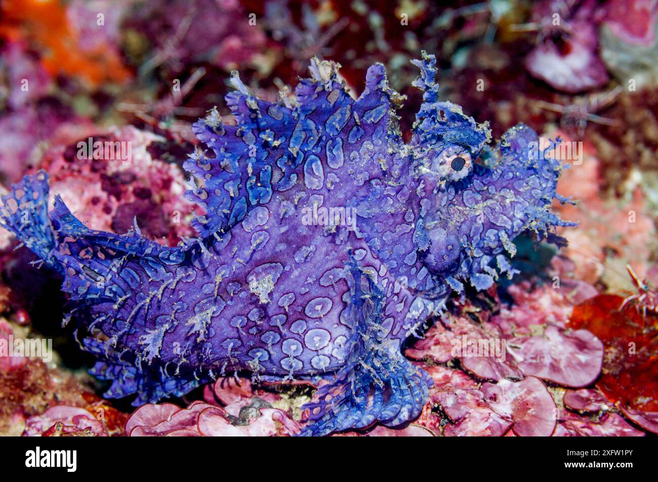 Weedy scorpionfish (Rhinopias frondosa). Ambon, Indonesia Stock Photo ...