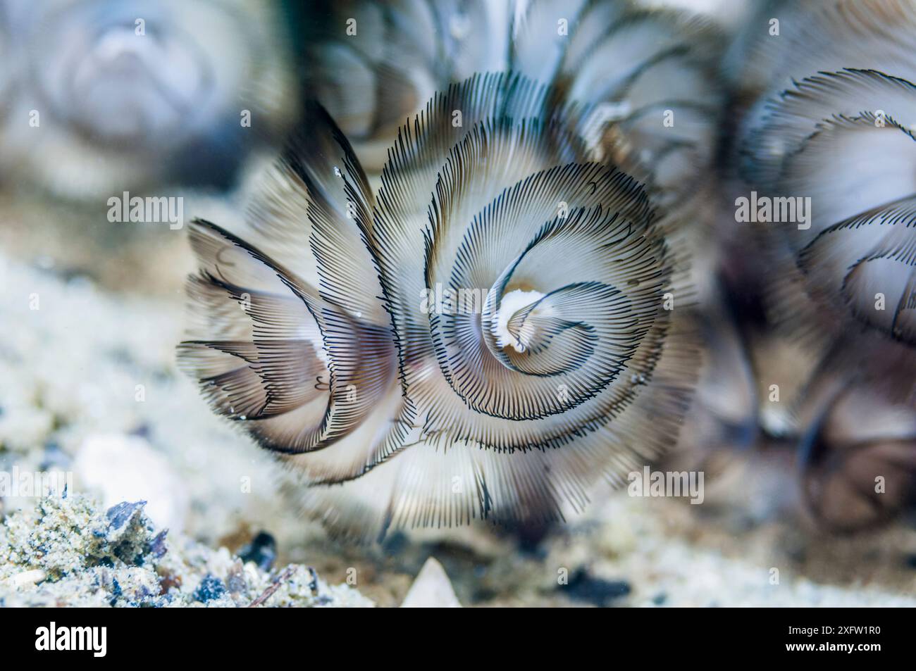 Southern horseshoe worm or Phoronids tubeworm (Phoronis australis ...