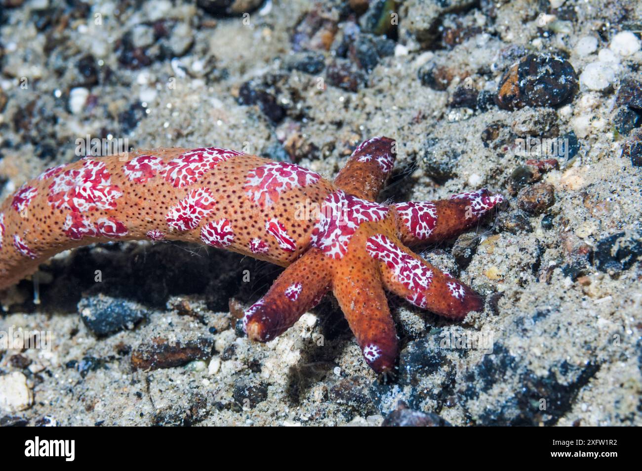 A 'Comet' , a regenerating Luzonicus starfish (Echinaster luzonicus ...
