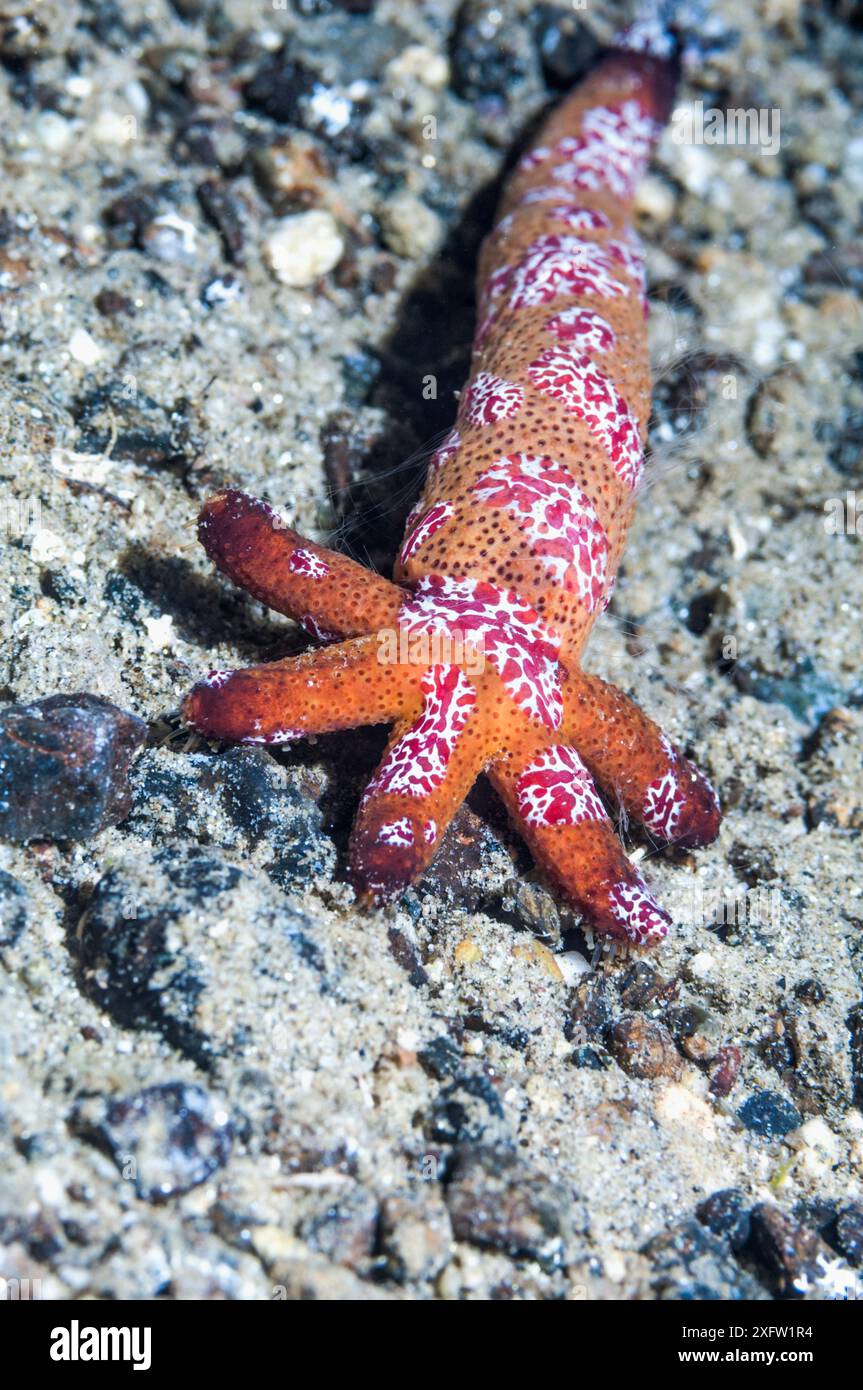 Comet star fish hi-res stock photography and images - Alamy