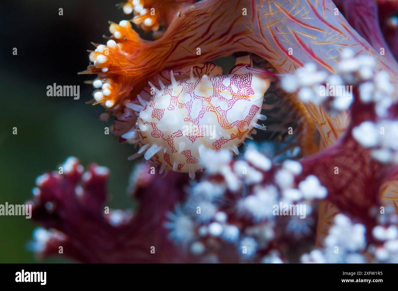 Soft coral cowrie (Primovula roseomaculata). Ambon, Indonesia Stock Photo - Alamy