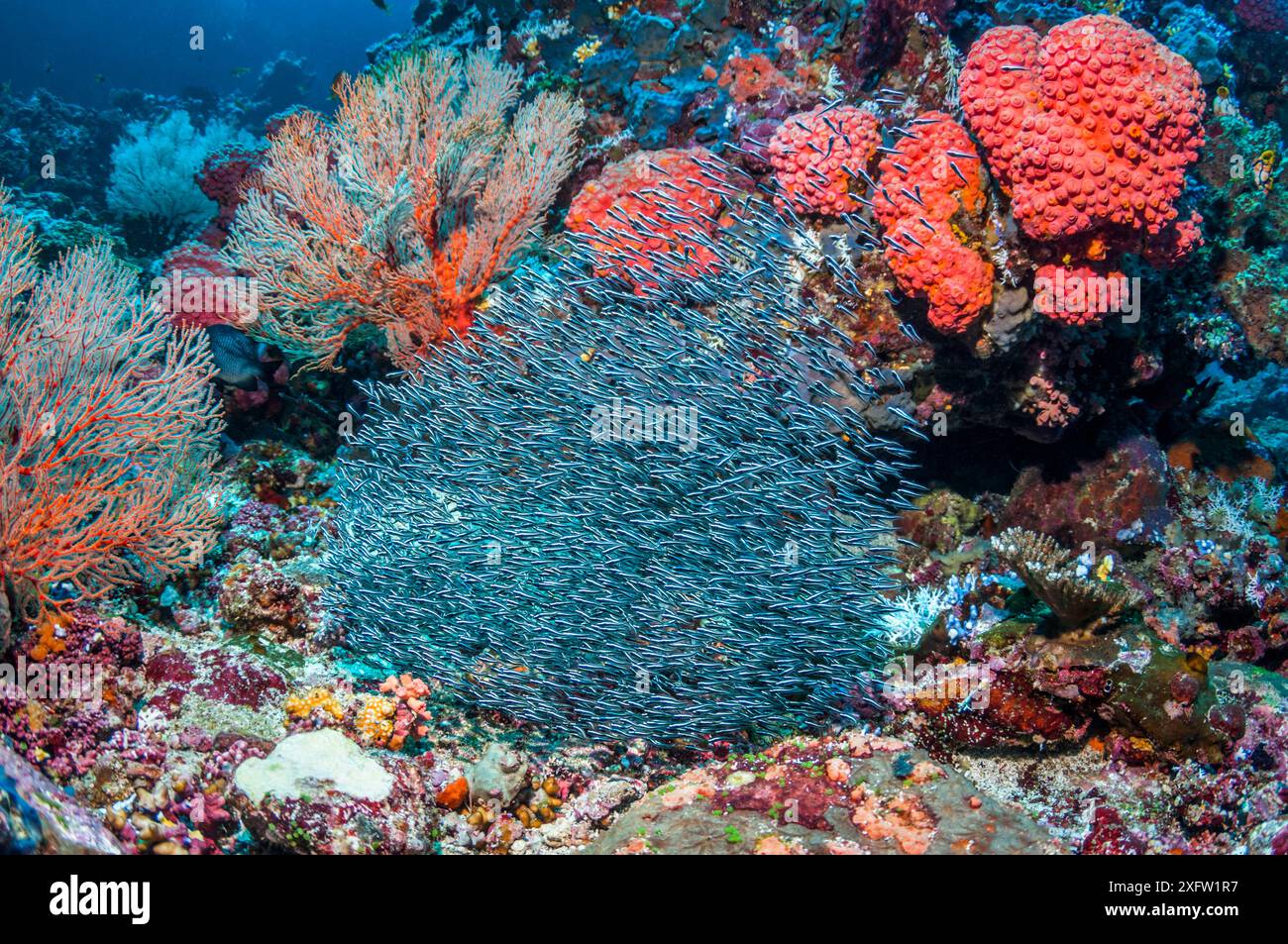 Engineer goby pholidichthys leucotaenia hi-res stock photography and ...