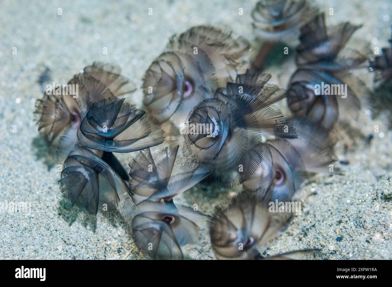 Southern horseshoe worm or Phoronids tubeworm (Phoronis australis ...