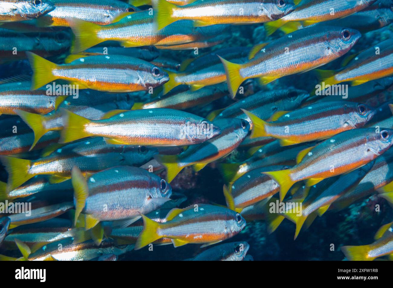 Two-spot banded snapper (Lutjanus biguttus). Malaysia Stock Photo - Alamy