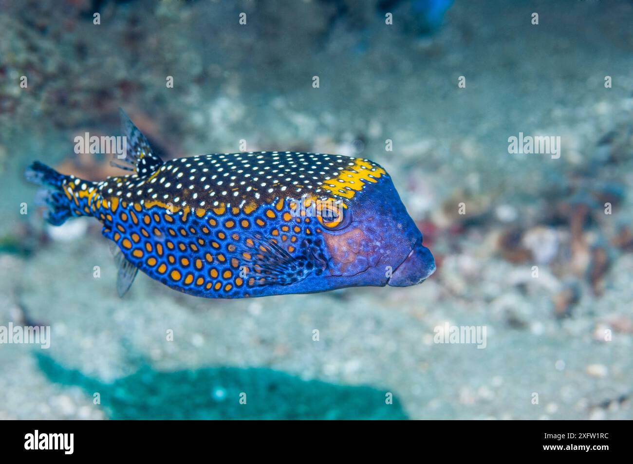 Blue spotted boxfish hi-res stock photography and images - Alamy