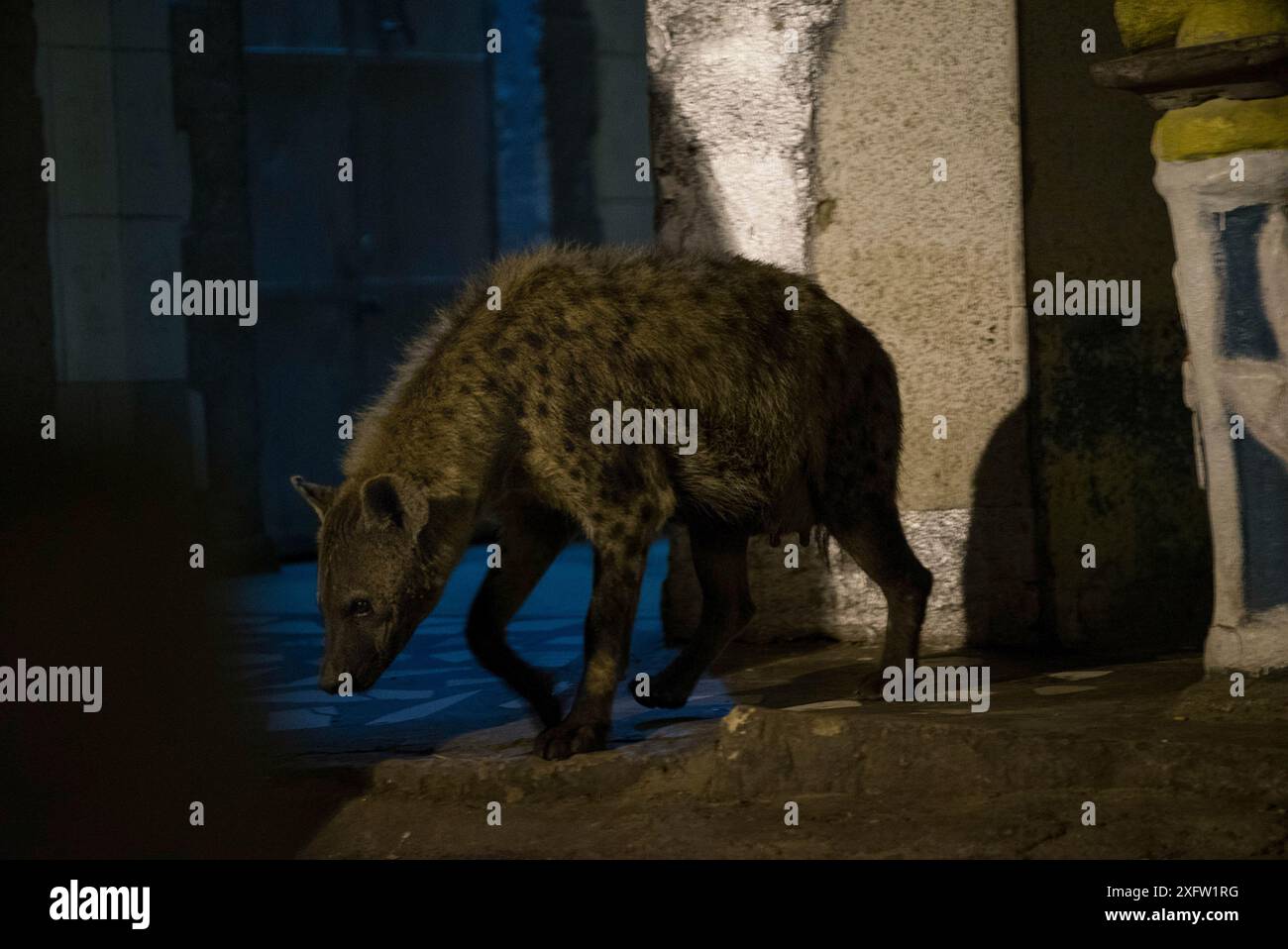 Spotted hyena (Crocuta crocuta) in urban setting at night, Harar ...