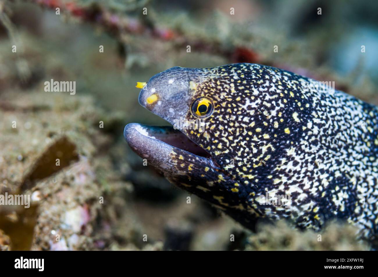 Snowflake moray eel (Echidna nebulosa) Ambon, Indonesia Stock Photo - Alamy
