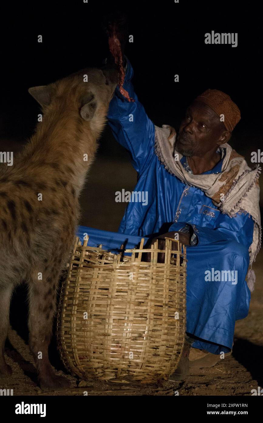 Man feeding Spotted hyenas (Crocuta crocuta) at night, Harar, Ethiopia ...