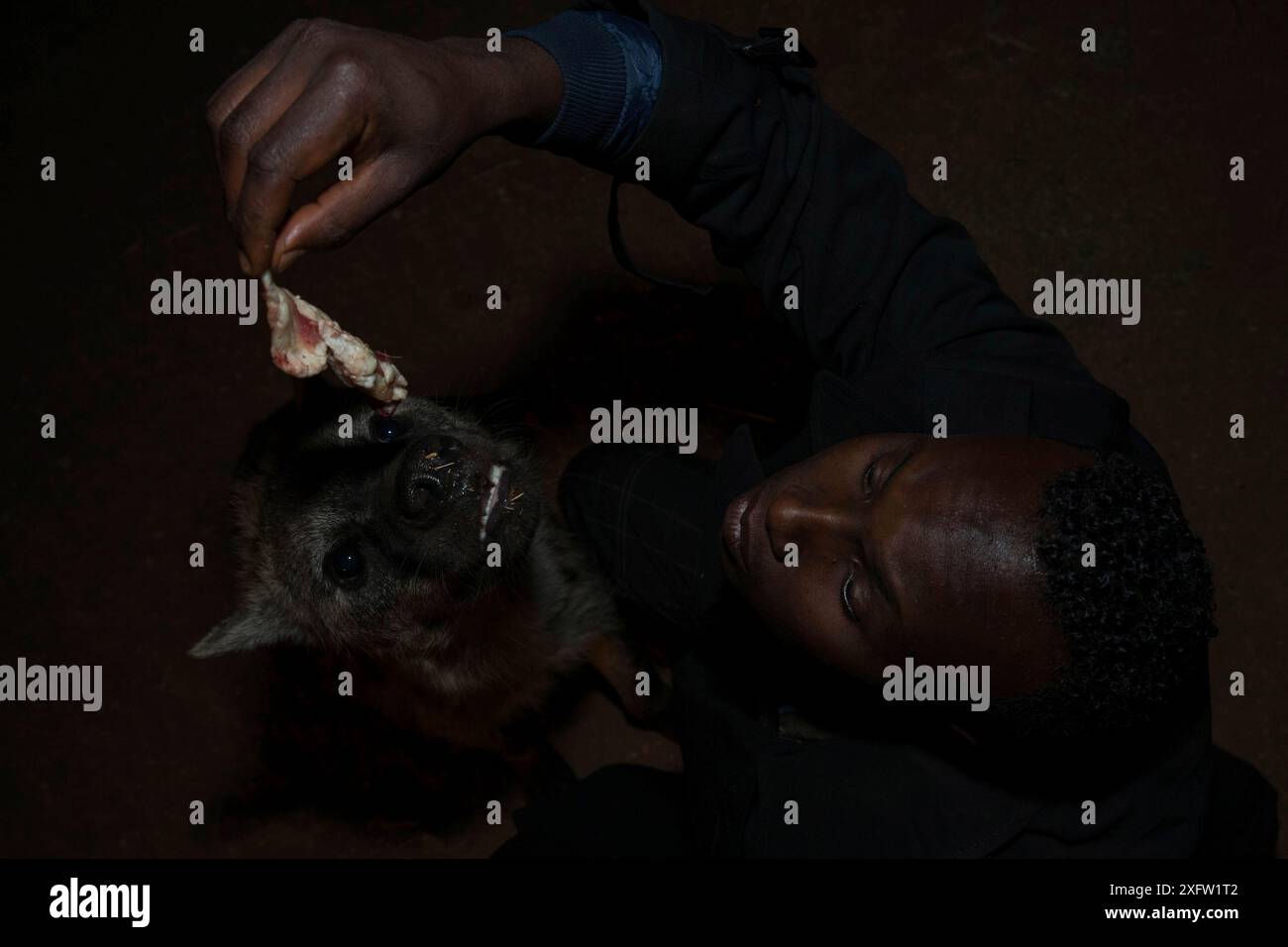 Man feeding Spotted hyenas (Crocuta crocuta) at night, Harar, Ethiopia ...