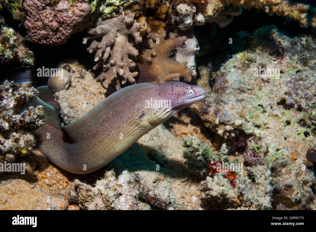 Geometric moray eel or Peppered moray (Siderea grisea). Egypt, Red Sea ...
