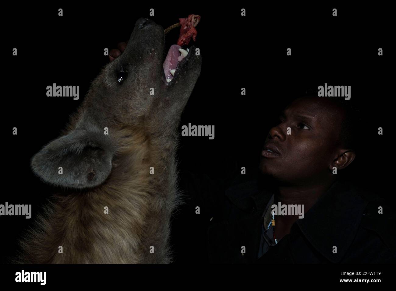 Man feeding Spotted hyenas (Crocuta crocuta) at night, Harar, Ethiopia ...