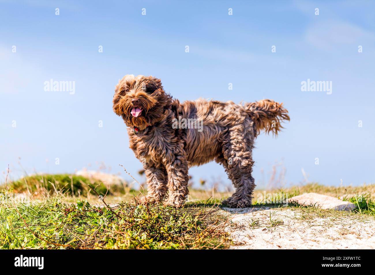 Domestic dog, mixed breed (Tibetan Terrier / Cocker Spaniel) by the sea ...