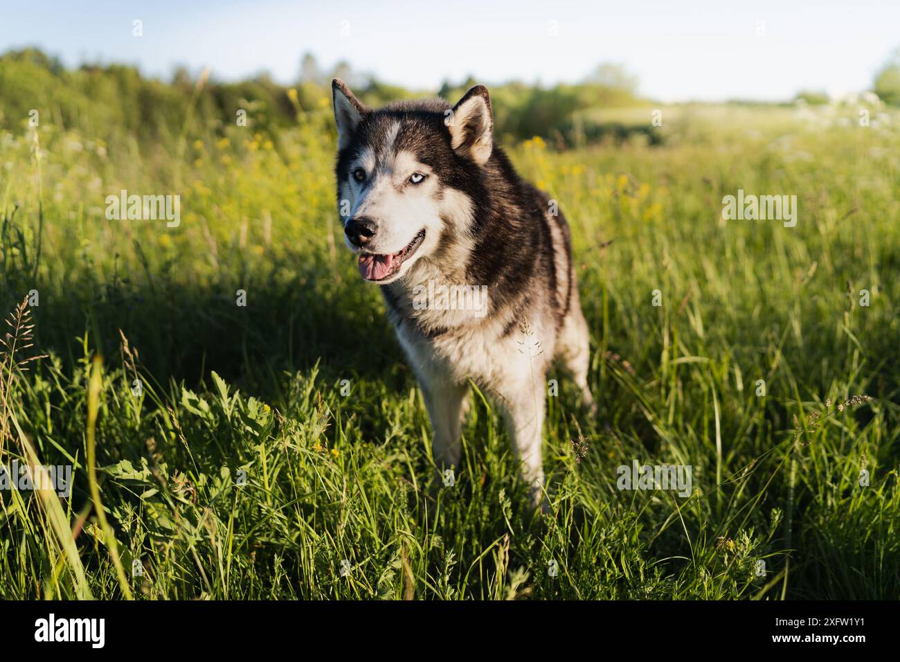 Siberian husky ??with multi colored eyes in a field with green grass ...