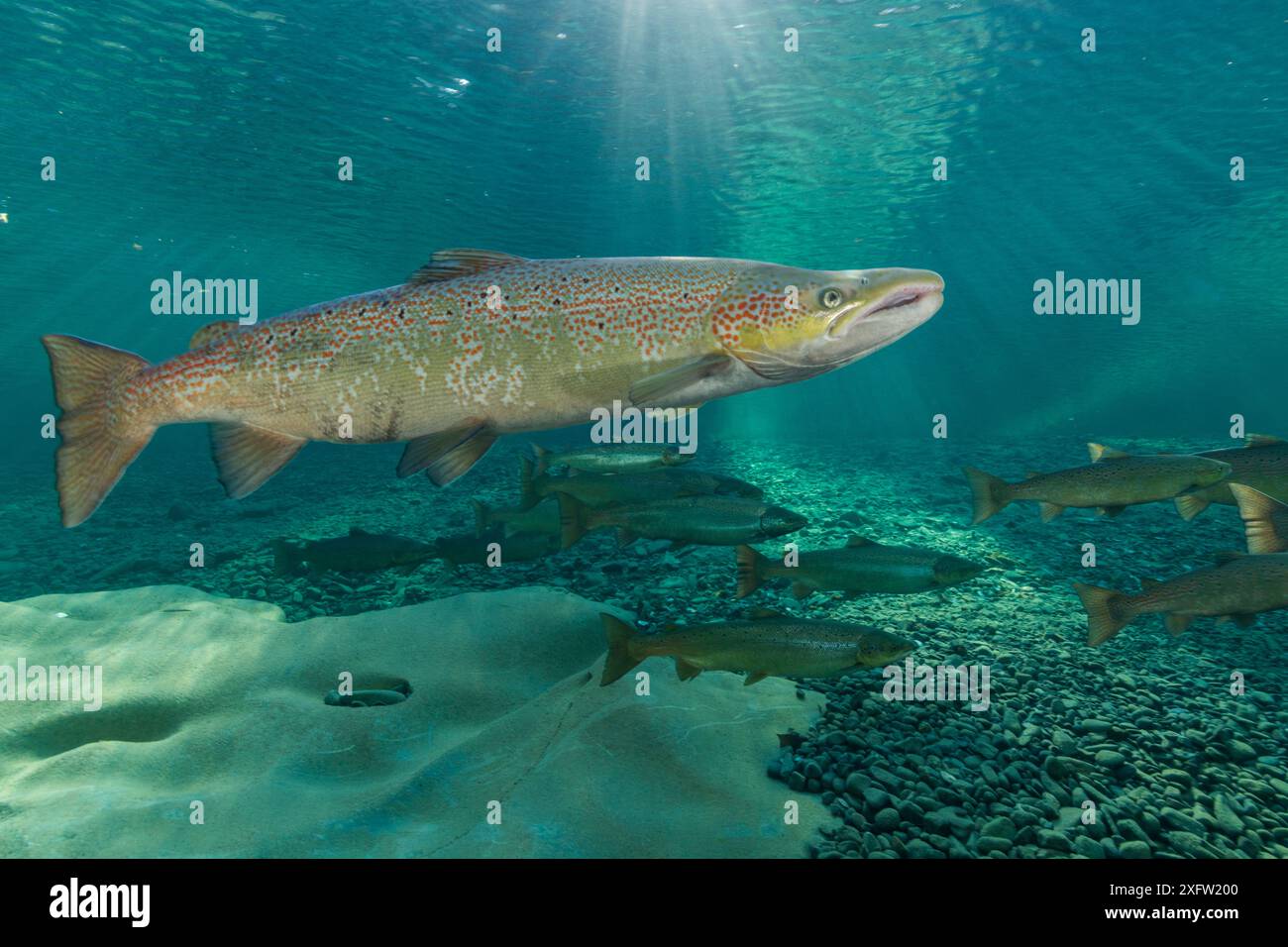Atlantic salmon (Salmo salar) migrating to spawn in river, Gaspe ...