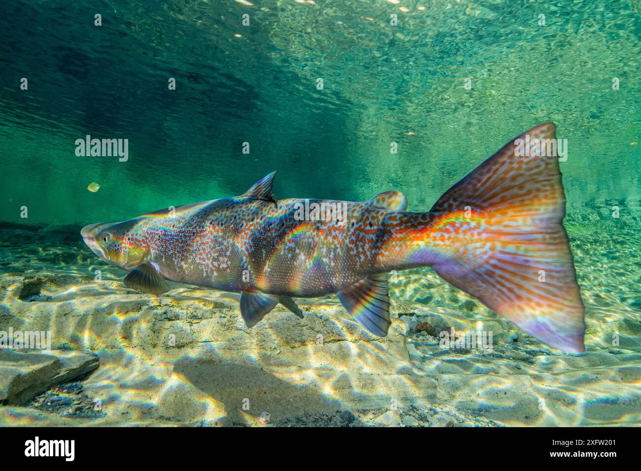 Atlantic salmon (Salmo salar) portrait, migrating to spawn in river ...