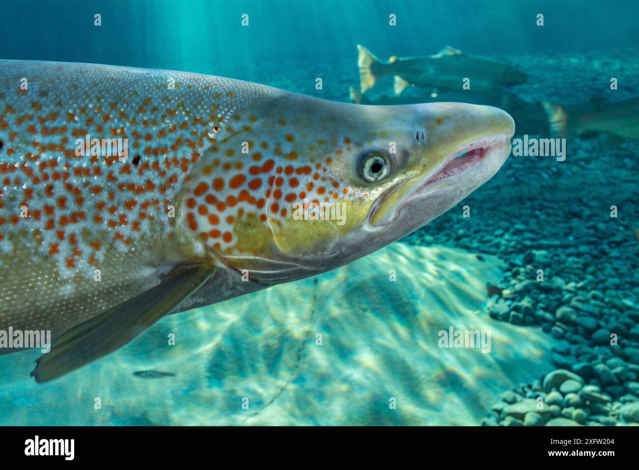 Atlantic salmon (Salmo salar) portrait, in river, Gaspe Peninsula ...