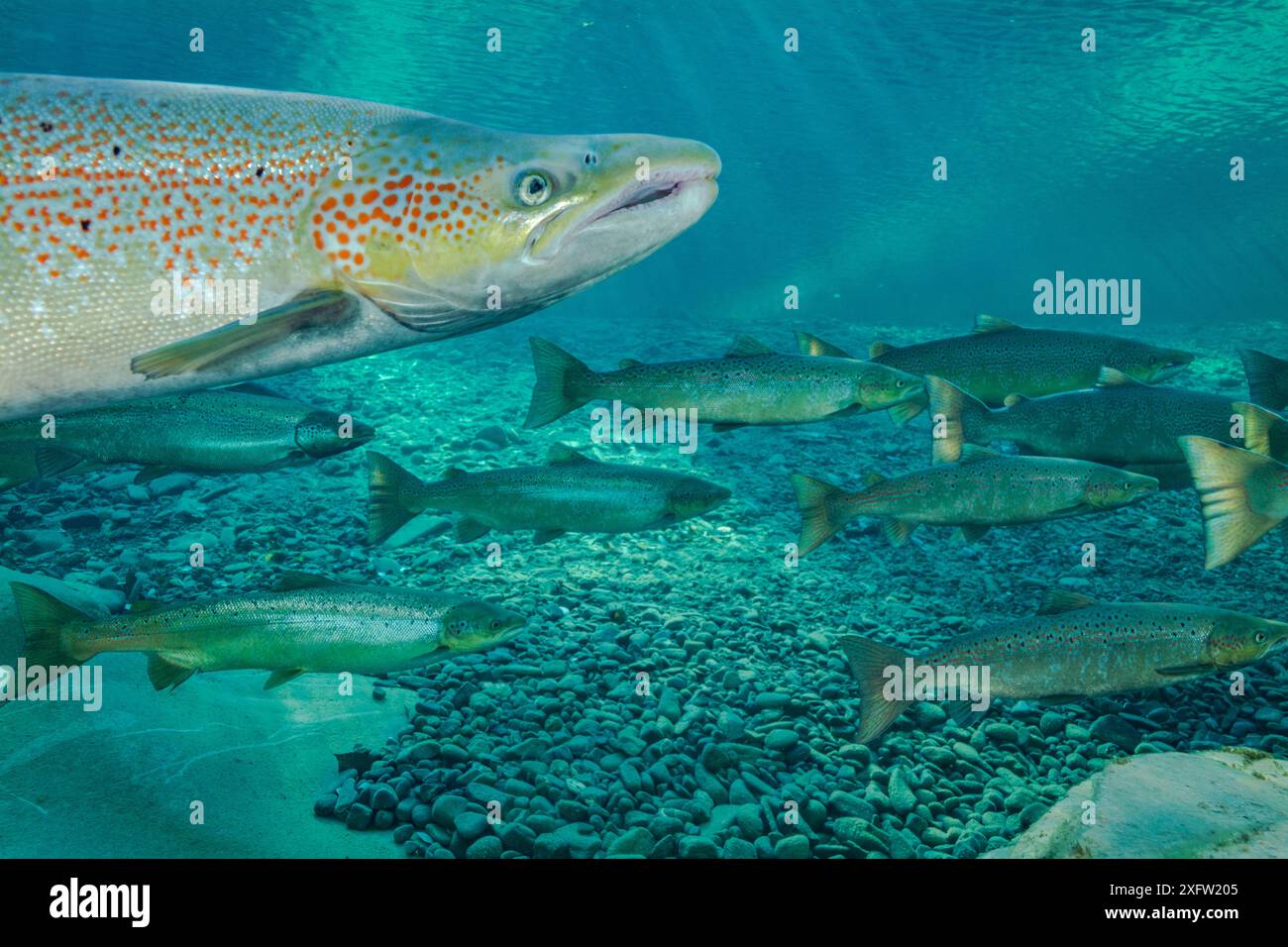 Atlantic salmon (Salmo salar) portrait, migrating to spawn in river ...