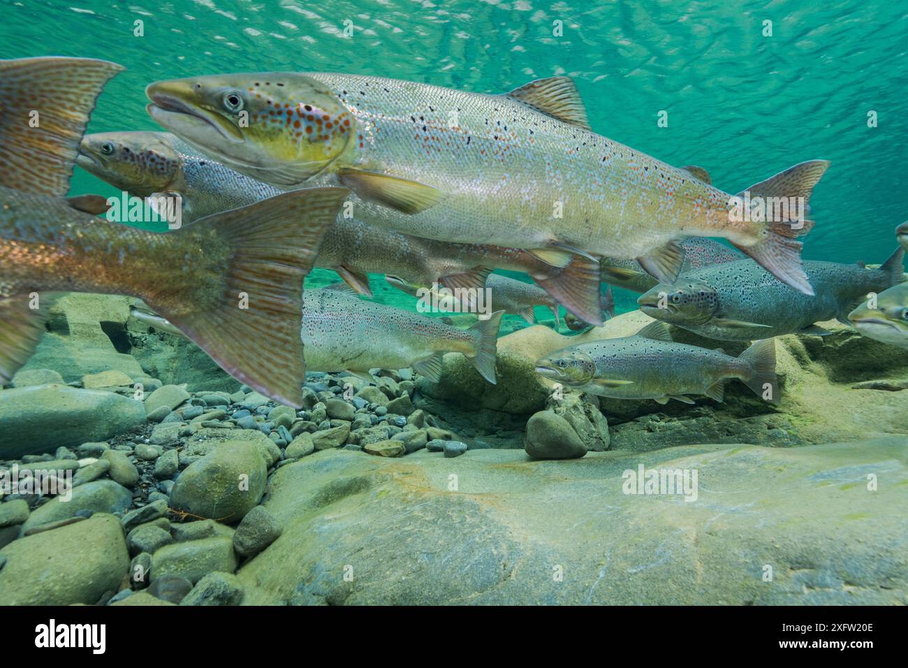 Atlantic salmon (Salmo salar) migrating to spawn in river, Gaspe ...