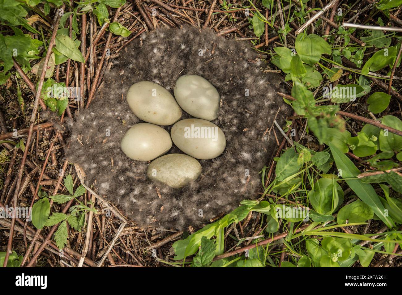 Common eider duck (Somateria mollissima) nest with five eggs, Nova ...