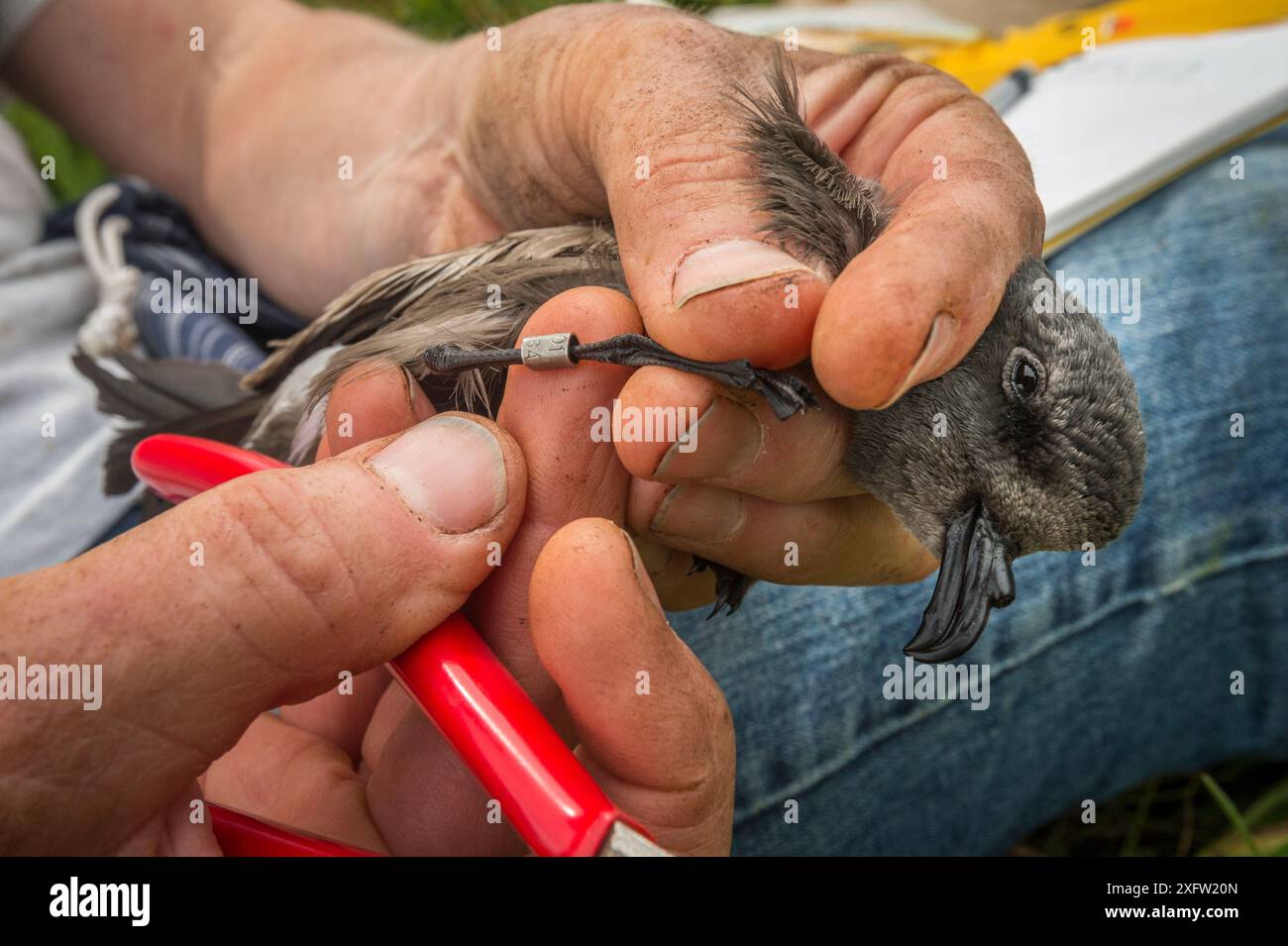 Leach's storm petrel (Oceanodroma leucorhoa) in a researcher's hand ...