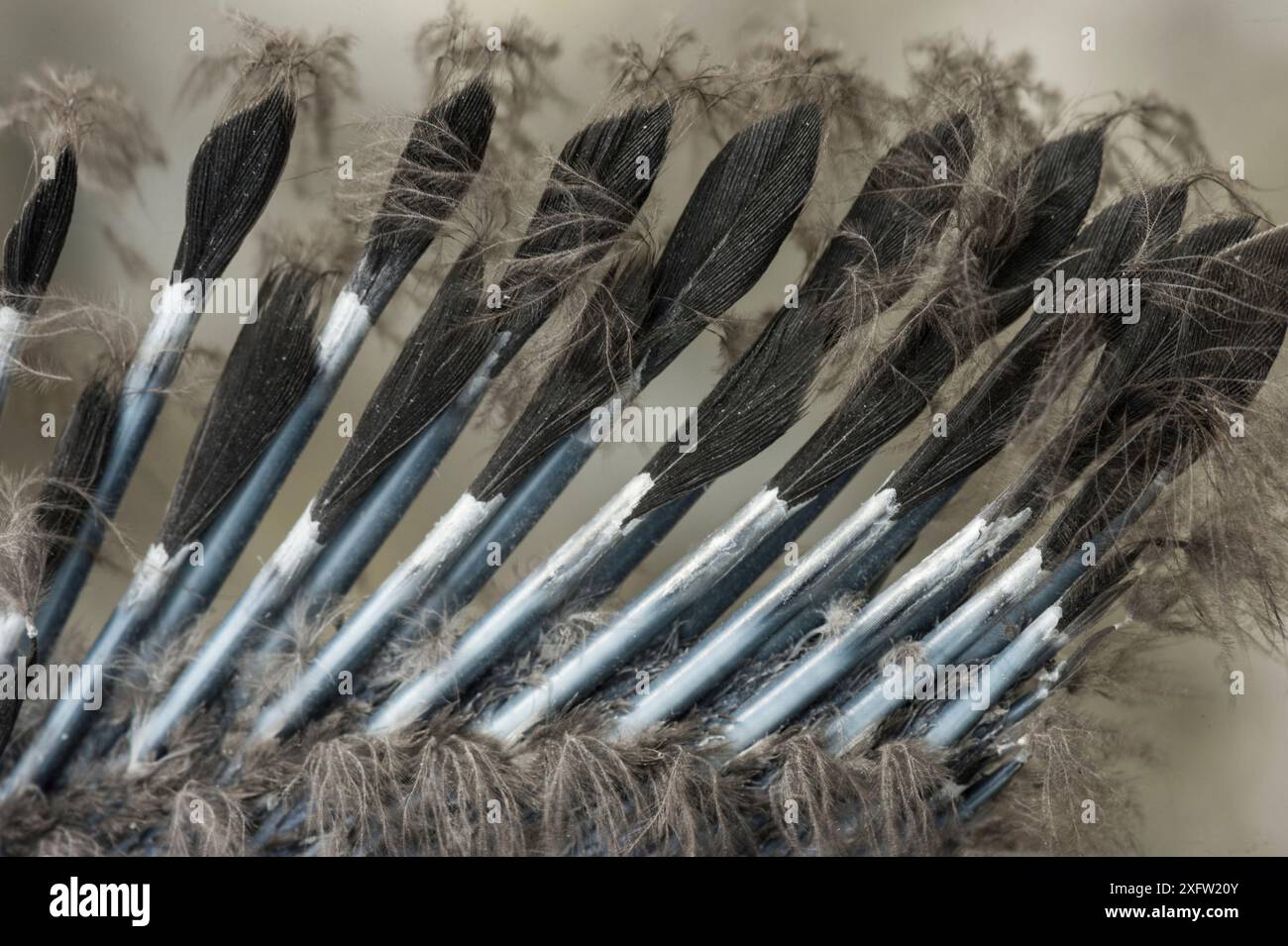 Atlantic puffin chick (Fratercula arctica) developing primary flight ...