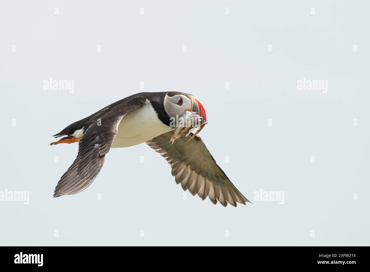 Atlantic puffin (Fratercula arctica) in flight returning to nest with ...