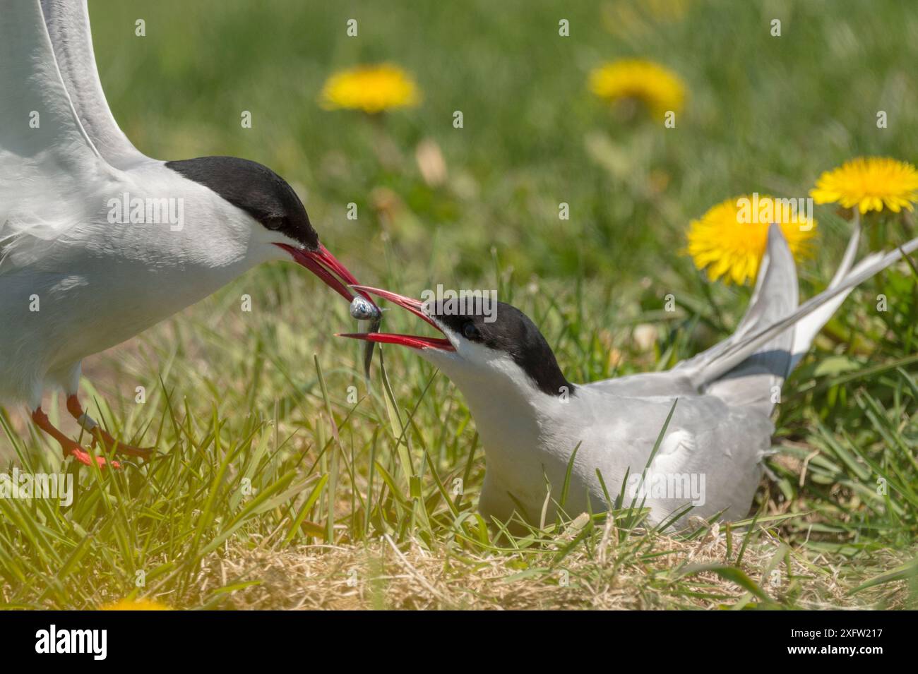 Arctic terns (Sterna paradisaea) male passing fish to female as part of ...