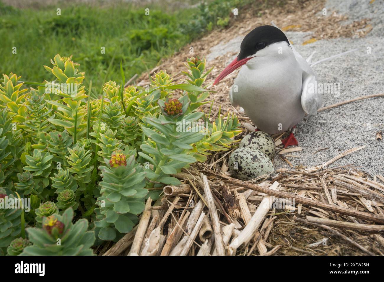 Arctic tern (Sterna paradisaea) next to nest with two eggs, Machias Seal Island, Bay of Fundy ...