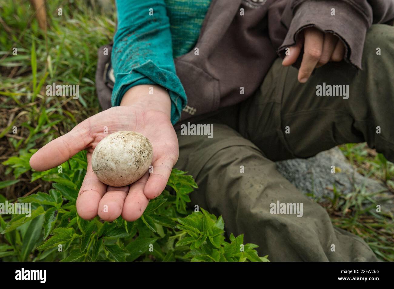 Seal researcher hi-res stock photography and images - Alamy