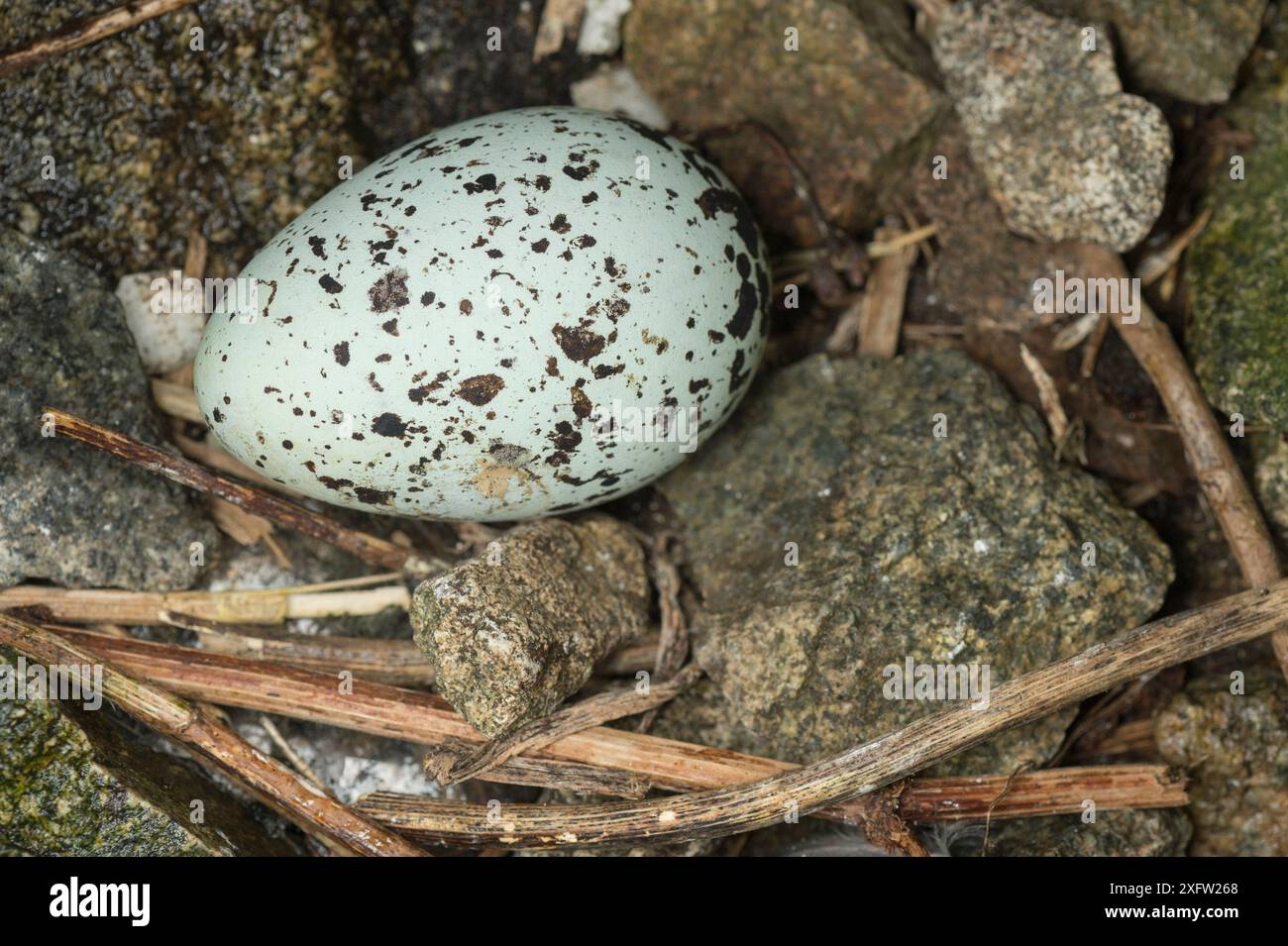 Razorbill egg (Alca torda) in nest, Machias Seal Island, Bay of Fundy ...