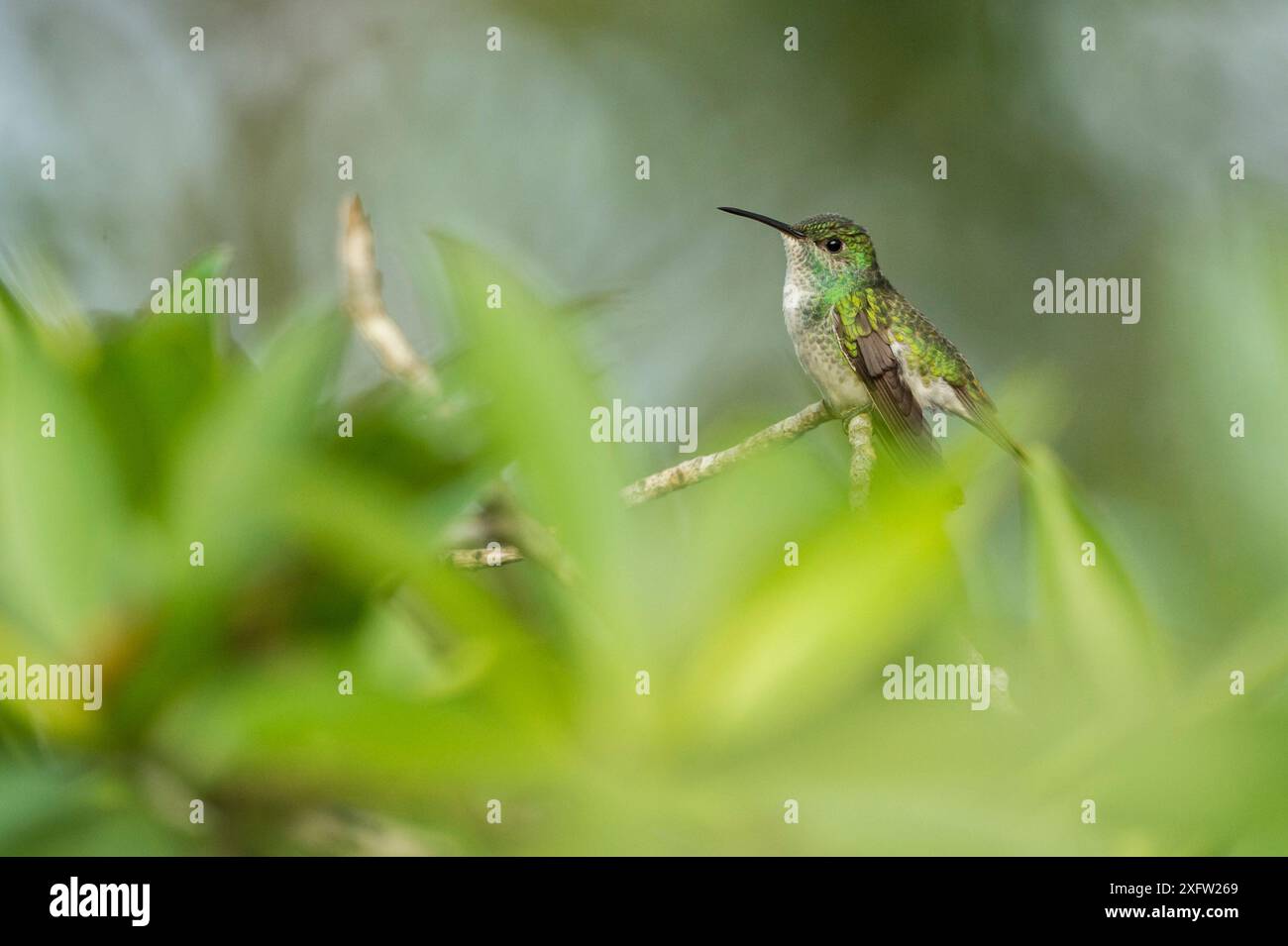 Mangrove hummingbird (Amazilia boucardi) female perched on twig, Nicoya ...