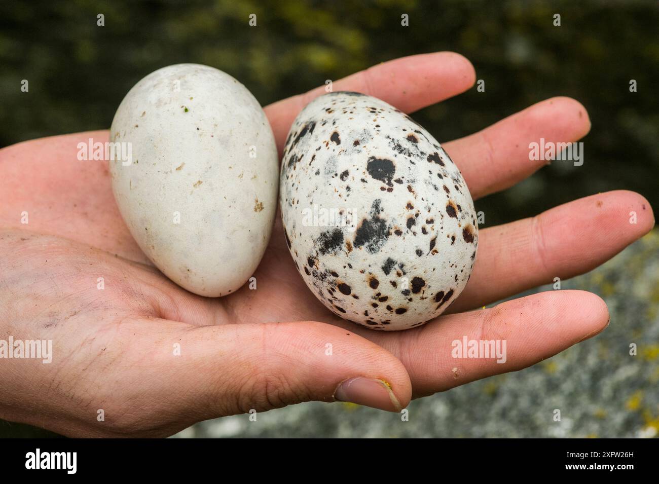 Atlantic puffin (Fratercula arctica) egg on the left, and Razorbill ...